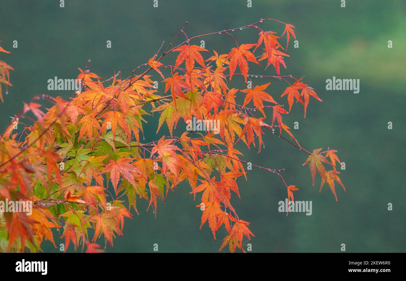 Acer palmatum cascade tree hi-res stock photography and images - Alamy