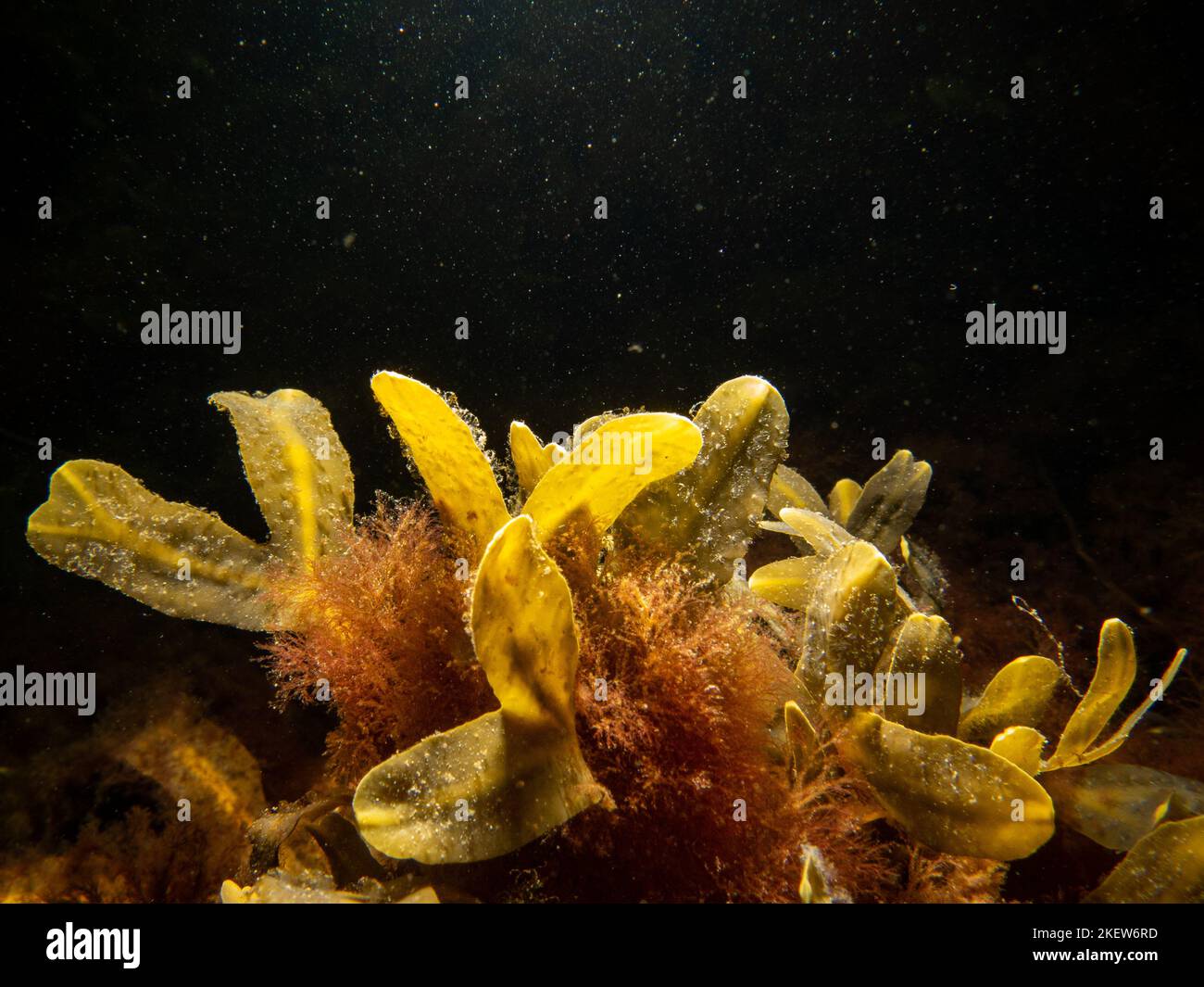 close up of bladderwrack, also known as bladder fucus, pop weed, cut ...
