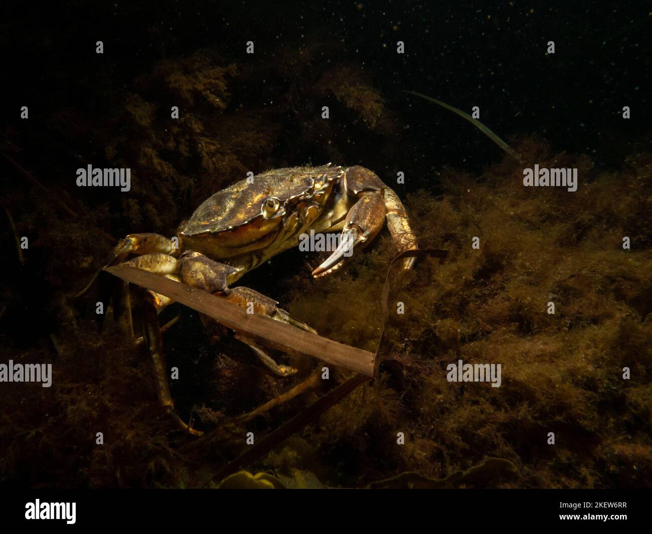 A close-up picture of a crab with a dark background. Picture from The ...