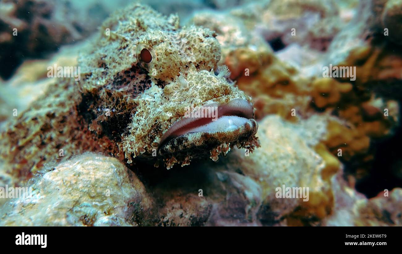 Beautiful, diverse and interesting fish living on the gorgeous reefs of ...