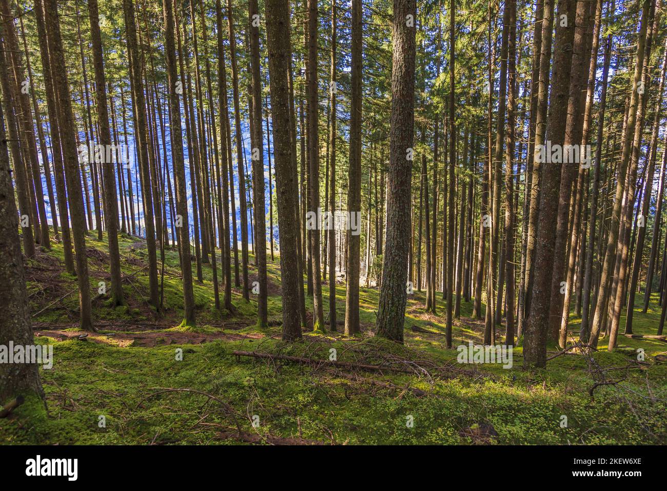 Dense pine forest in summer Stock Photo - Alamy