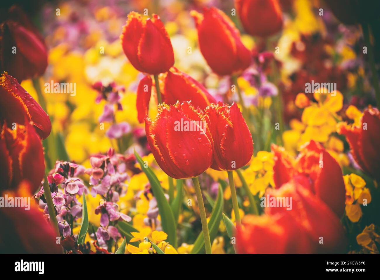 Red tulip flowers Stock Photo - Alamy