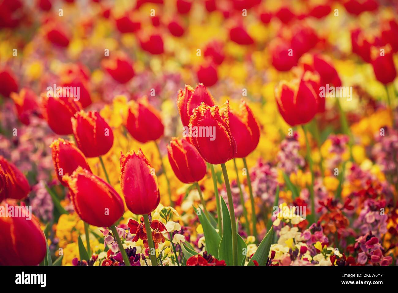 Red tulip flowers Stock Photo - Alamy