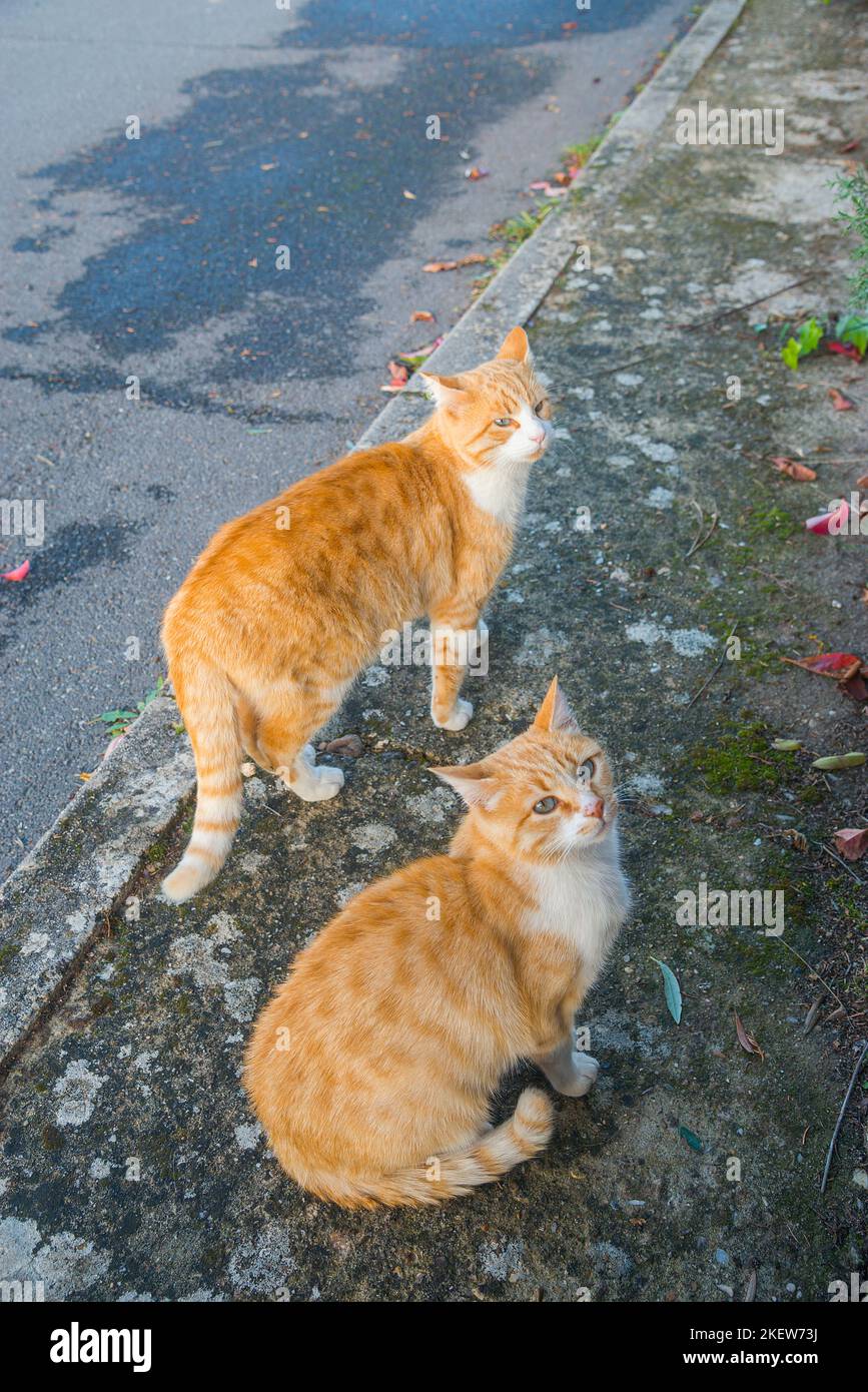 Two tabby and white cats Stock Photo - Alamy