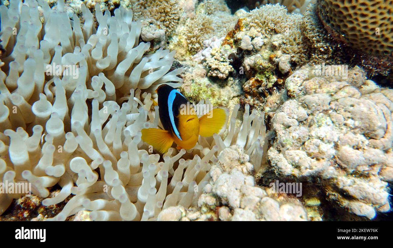 Clown fish amphiprion (Amphiprioninae). Red sea clown fish. Nemo Stock ...