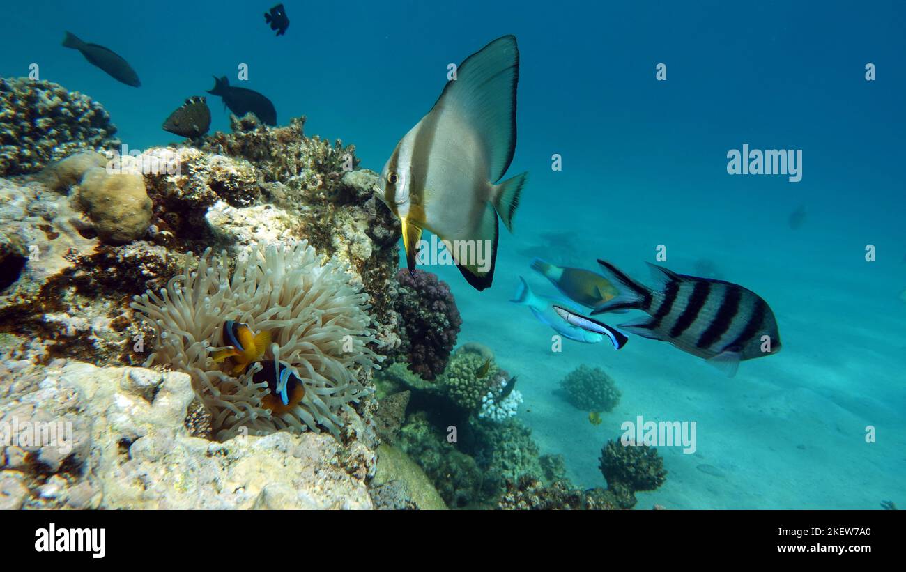 Beautiful fish on the reefs of the Red Sea. Beautiful, diverse and ...