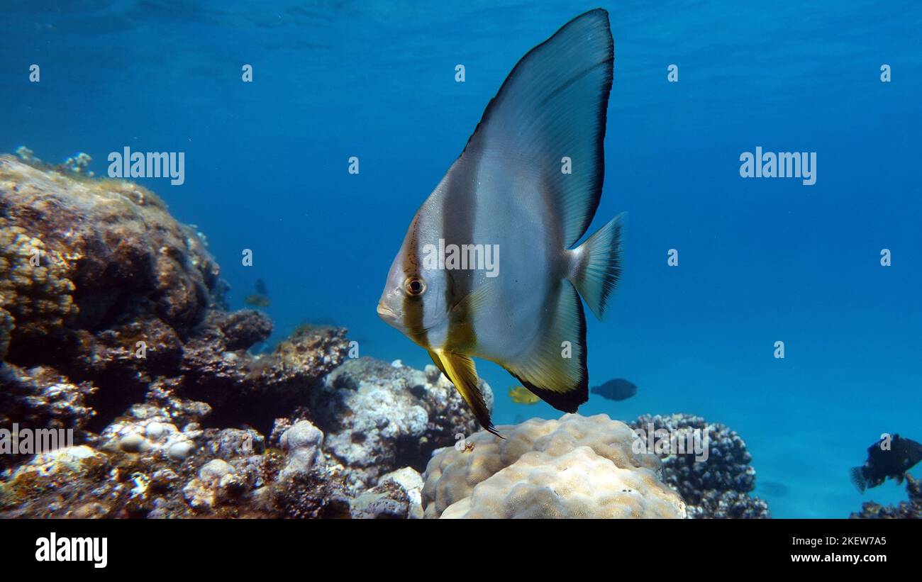 Colorful tropical fish on a coral reef, amazingly beautiful fairy world ...