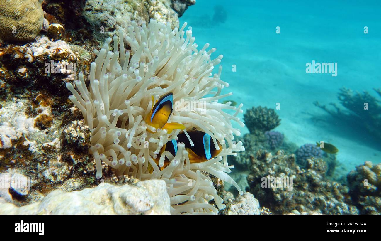 Clown fish amphiprion (Amphiprioninae). Red sea clown fish. Nemo Stock ...