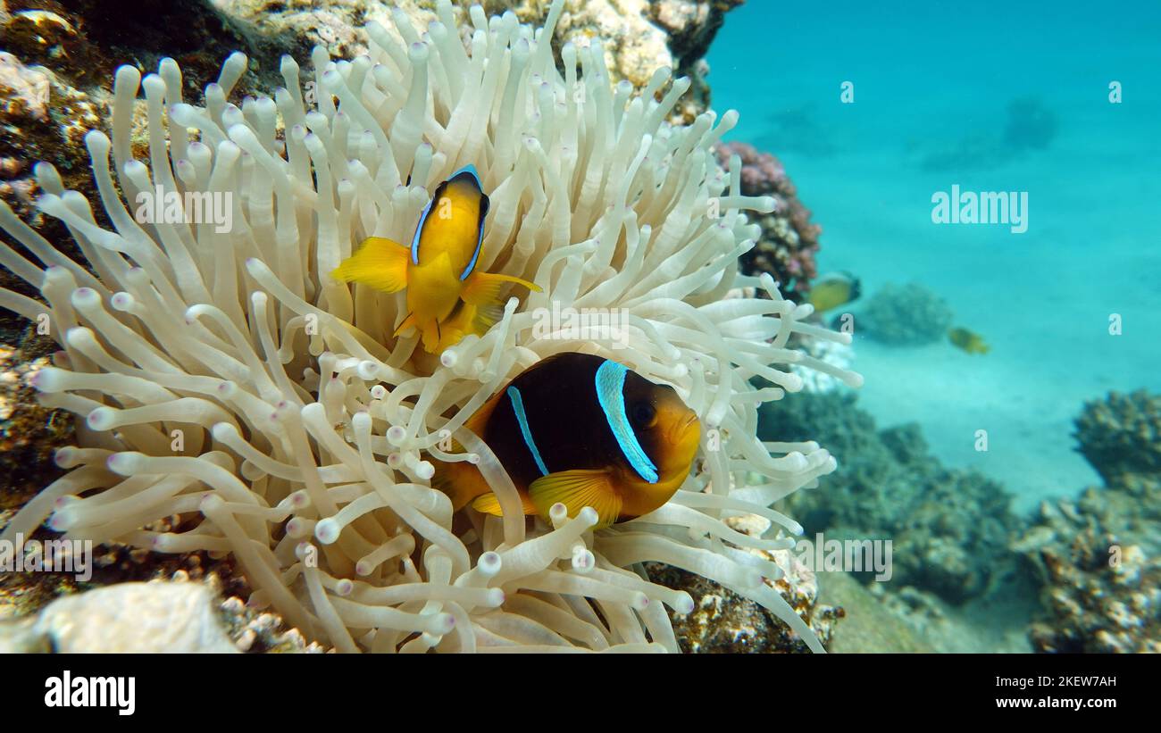 Clown fish amphiprion (Amphiprioninae). Red sea clown fish. Nemo Stock ...
