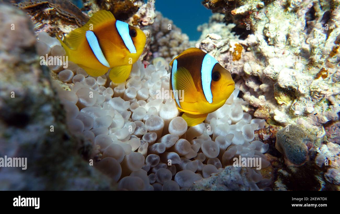 Clown fish amphiprion (Amphiprioninae). Red sea clown fish. Nemo Stock ...