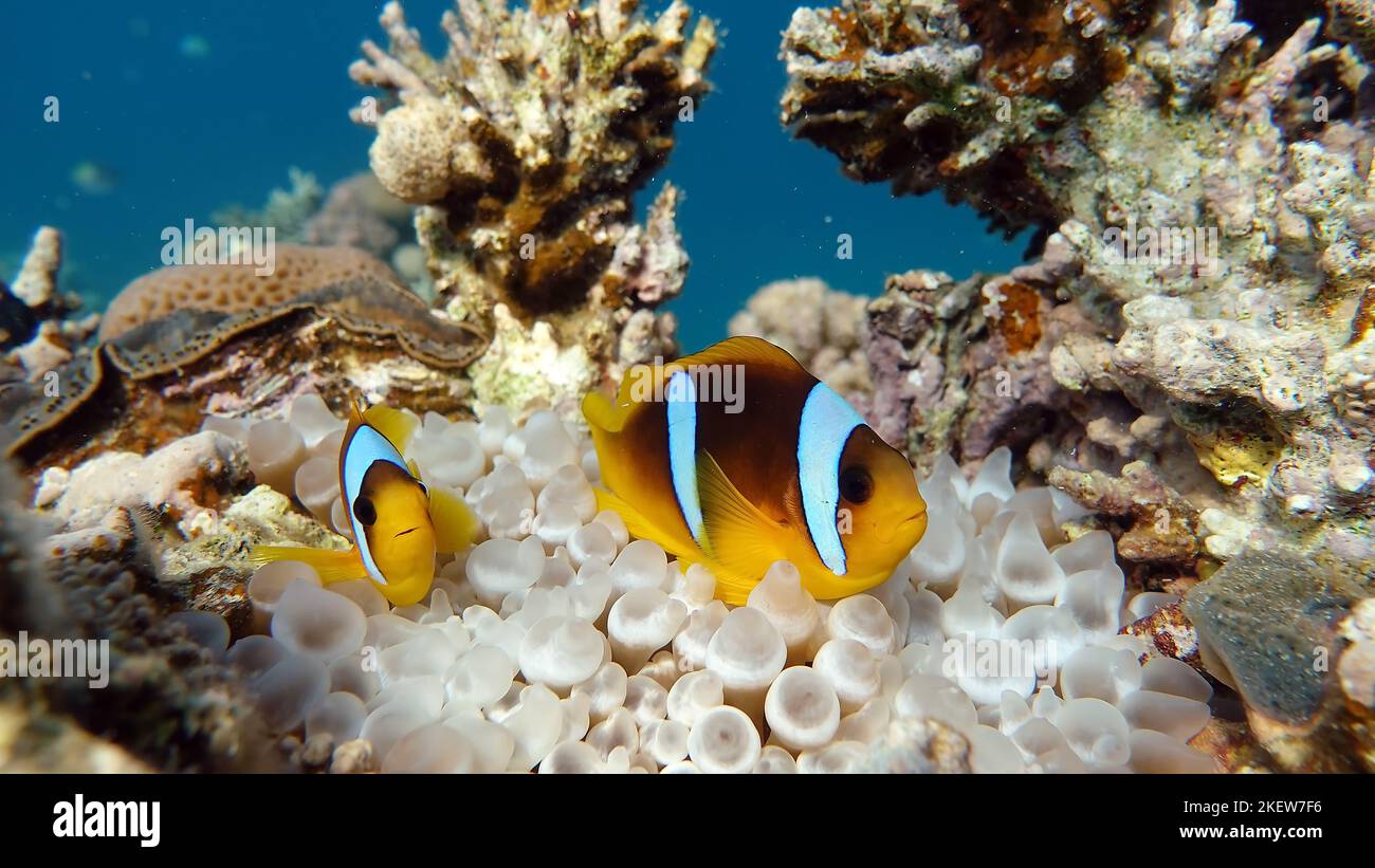 Clown fish amphiprion (Amphiprioninae). Red sea clown fish. Nemo Stock ...