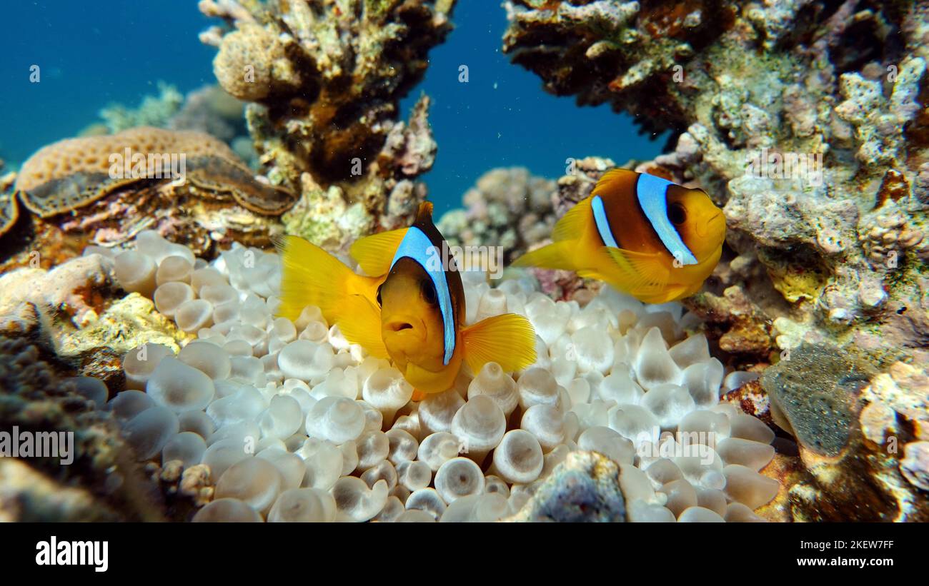 Clown fish amphiprion (Amphiprioninae). Red sea clown fish. Nemo Stock ...