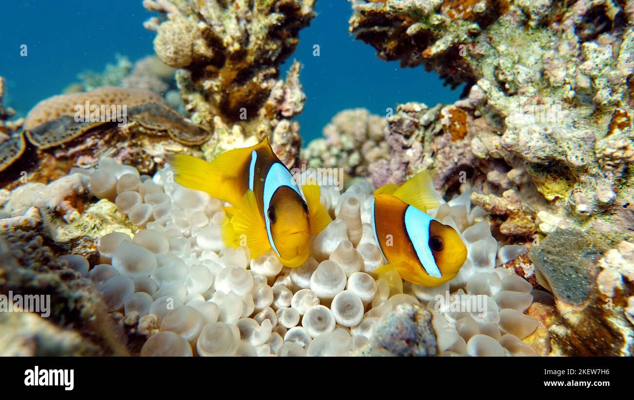 Clown fish amphiprion (Amphiprioninae). Red sea clown fish. Nemo Stock ...