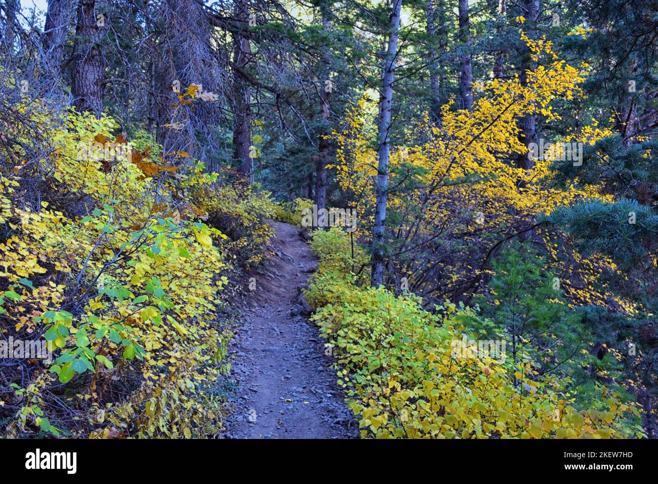 Pine Hollow hiking trail Mountain views by Timpanogos in the Wasatch ...