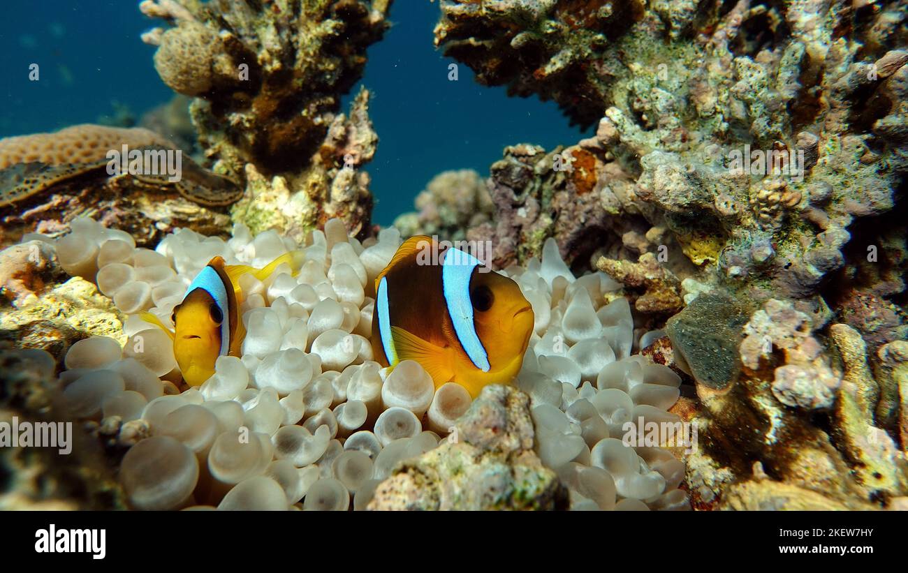 Clown fish amphiprion (Amphiprioninae). Red sea clown fish. Nemo Stock ...