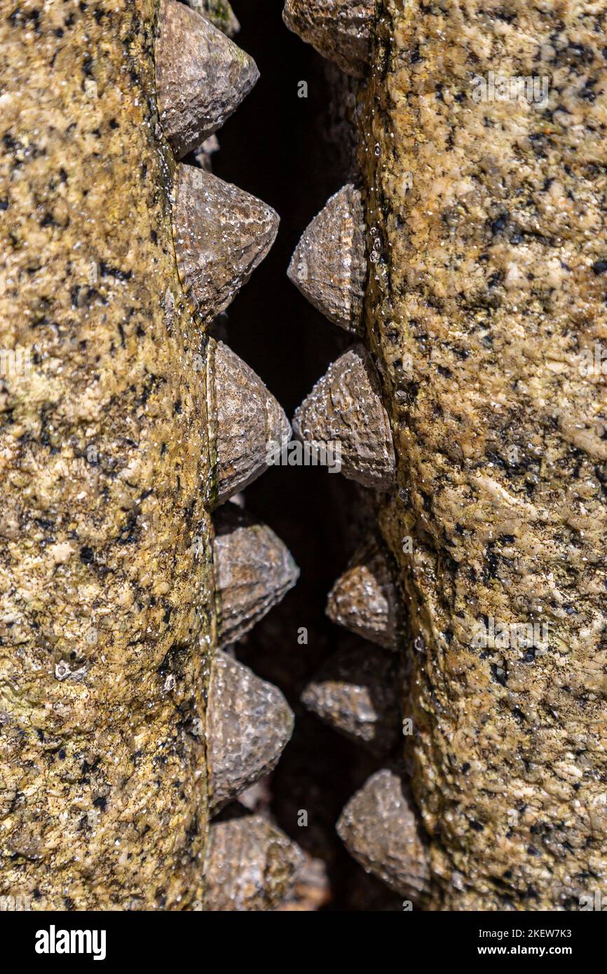 Limpets feature hi-res stock photography and images - Alamy