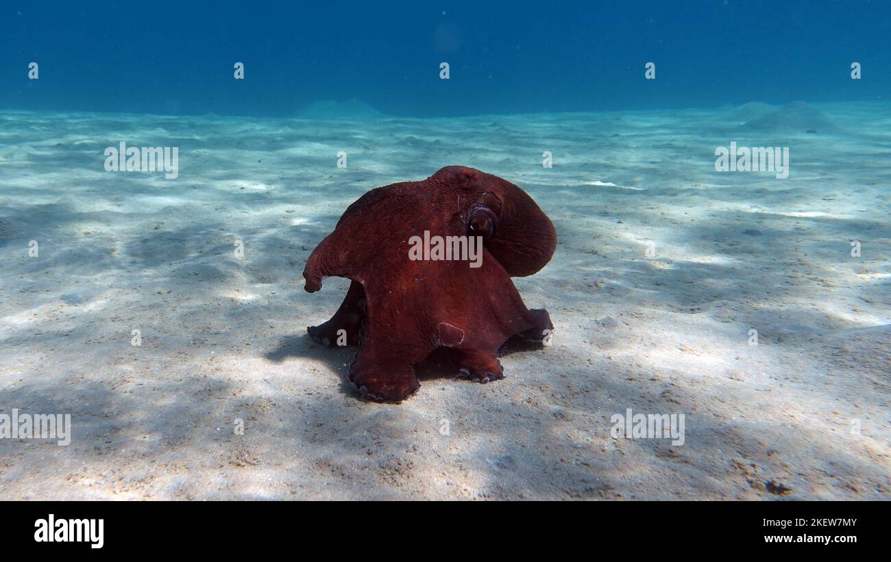 Big Blue Octopus (Octopus cyanea) Octopus. Big Blue Octopus on the Red ...