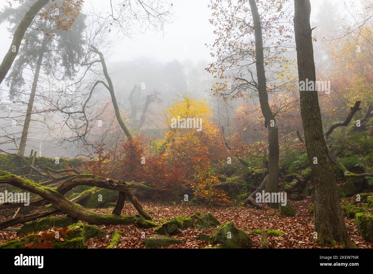 Padley Gorge on a misty morning in November. A beautiful wooded valley ...