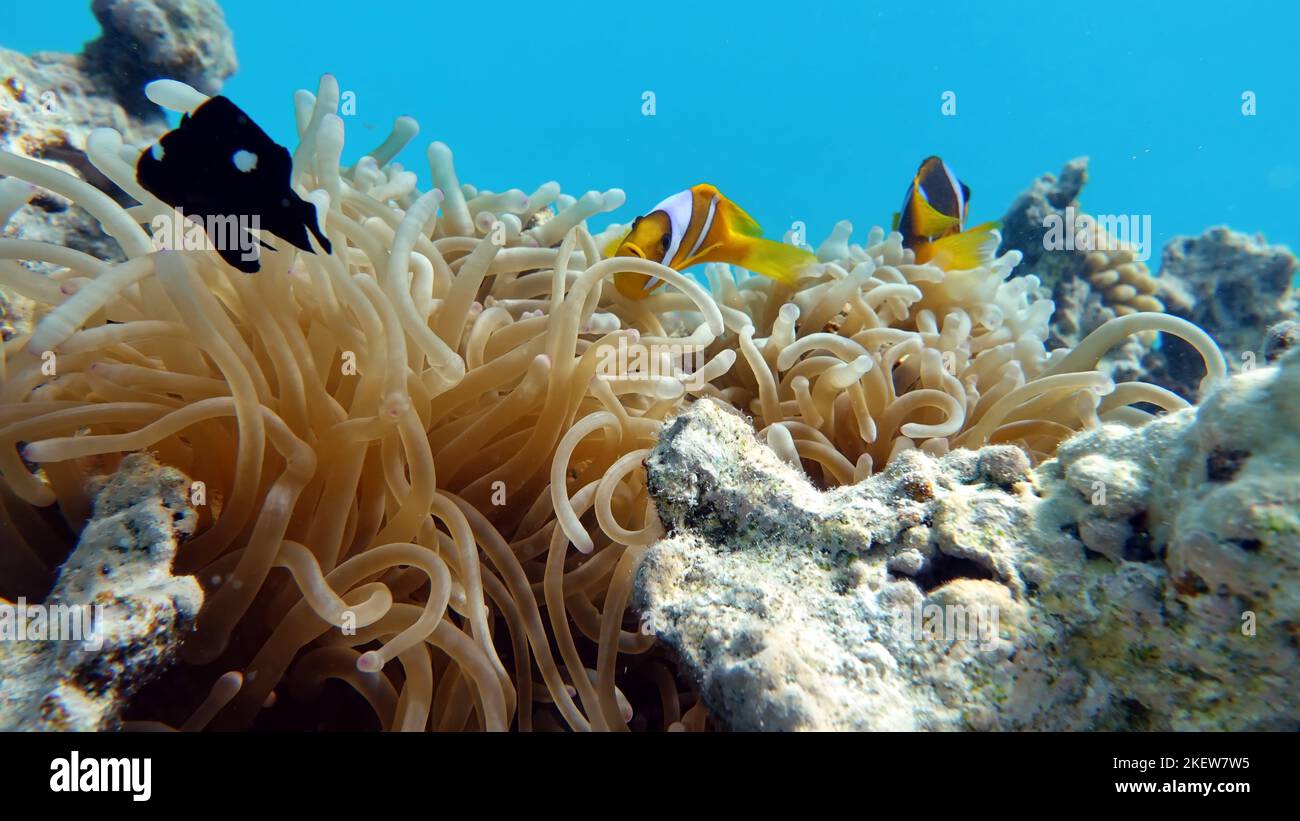 Beautiful, diverse and interesting fish living on the gorgeous reefs of ...