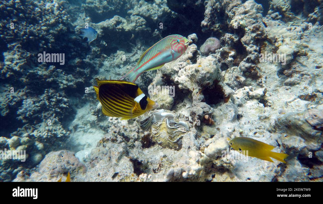 Colorful tropical fish on a coral reef, amazingly beautiful fairy world ...
