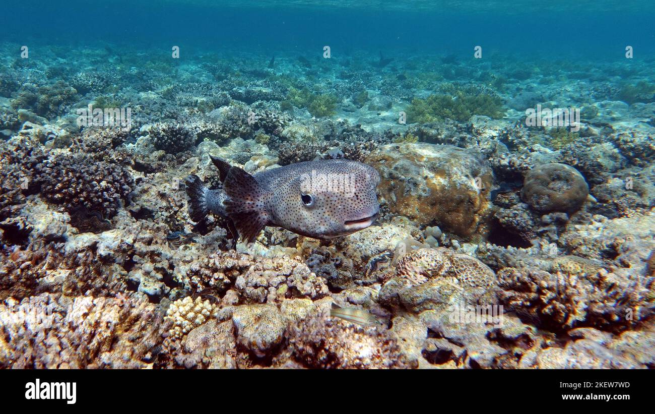Colorful tropical fish on a coral reef, amazingly beautiful fairy world ...