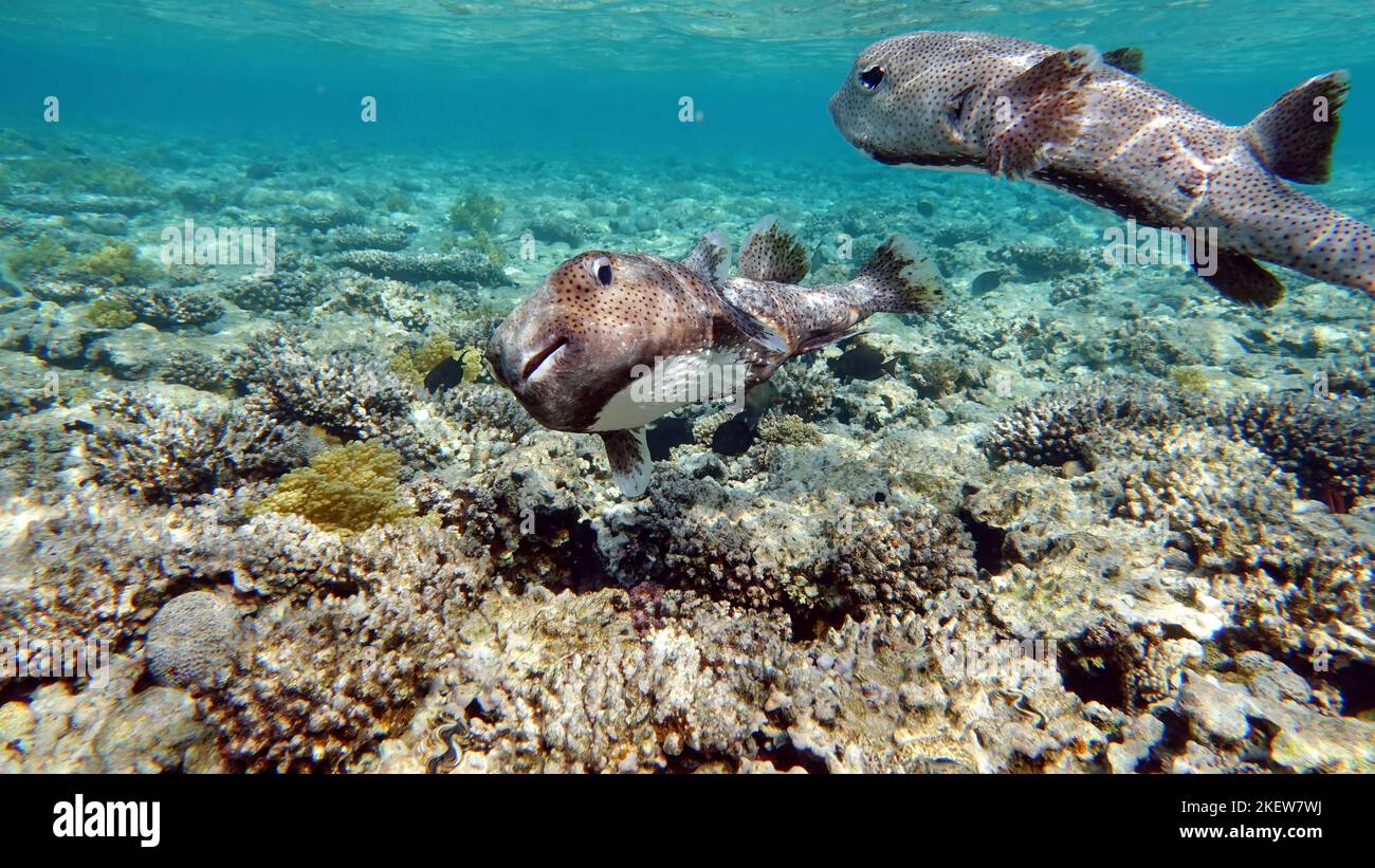 Colorful tropical fish on a coral reef, amazingly beautiful fairy world ...