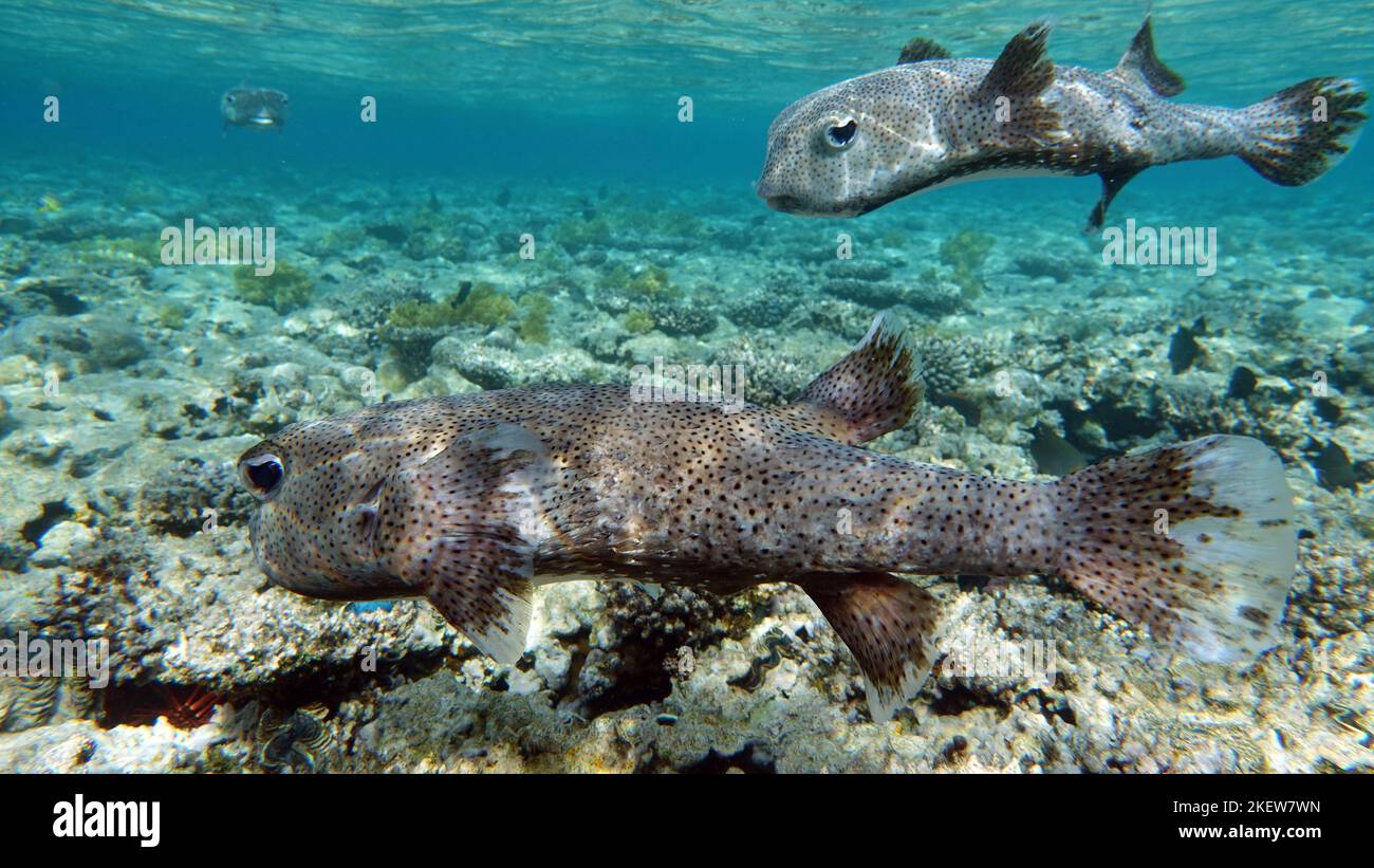 Fish-hedgehogs. Long-spiked hedgehog fish - grows up to 92 cm, feeds on ...