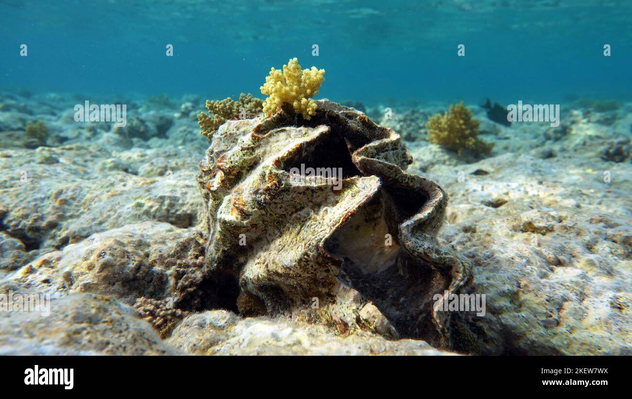 Colorful tropical fish on a coral reef, amazingly beautiful fairy world ...
