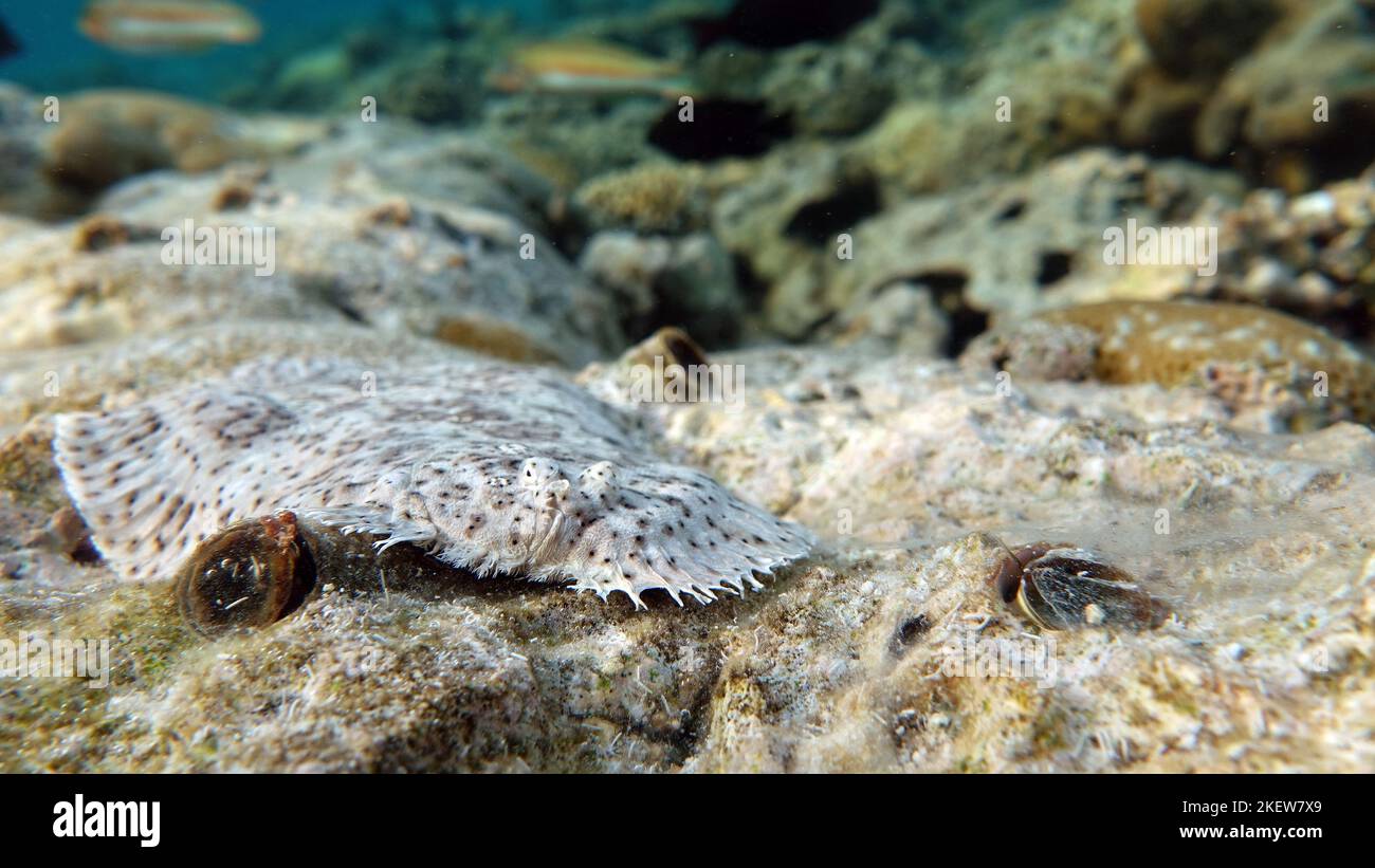 Moses sole. Marble salt, this small salt grows up to 26 cm. Inhabitant ...