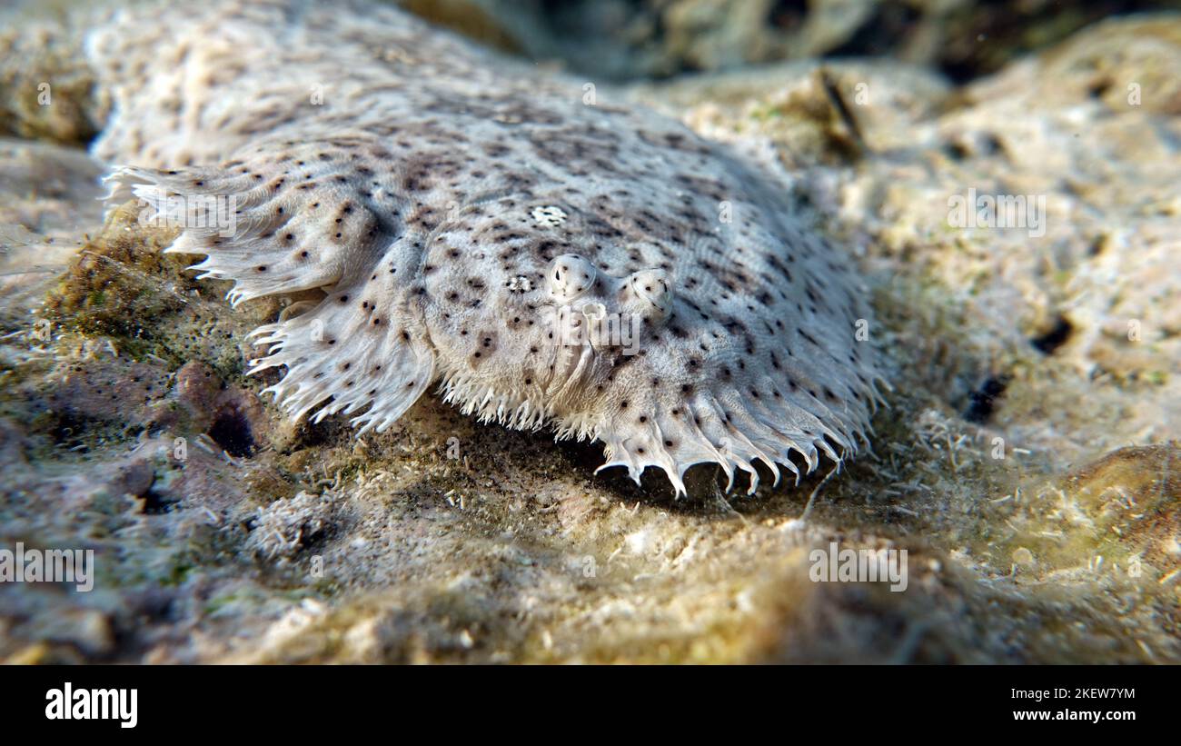 Moses sole. Marble salt, this small salt grows up to 26 cm. Inhabitant ...