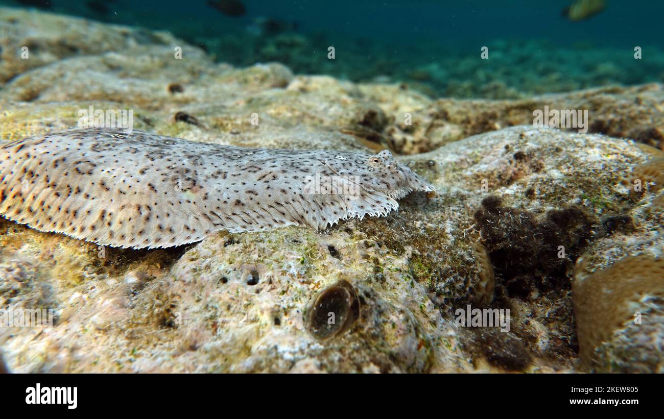 Colorful tropical fish on a coral reef, amazingly beautiful fairy world ...