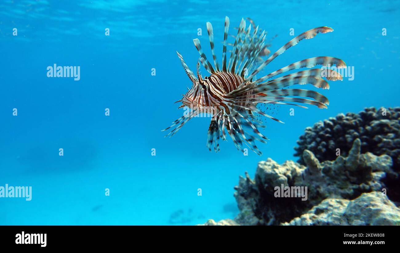 Lion Fish in the Red Sea.Lion Fish in the Red Sea in clear blue water ...