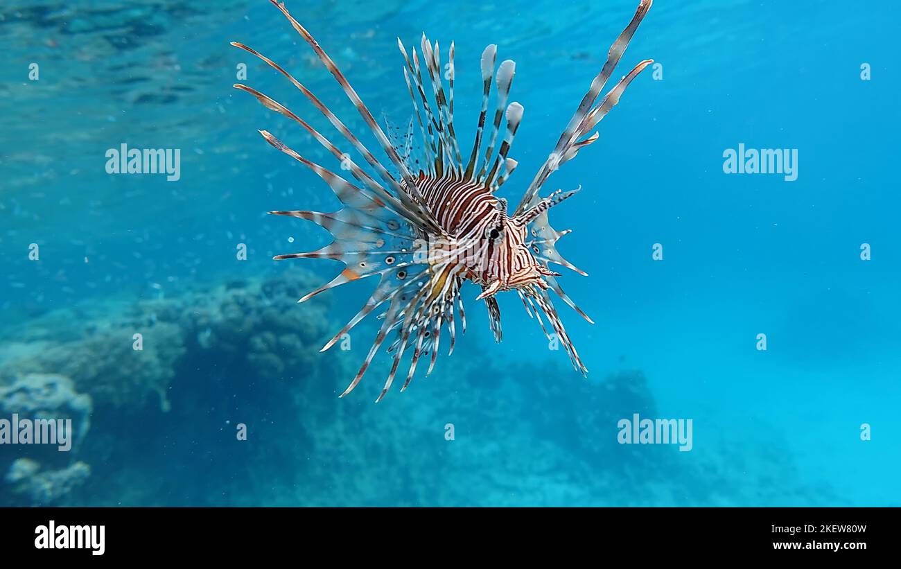Lion Fish in the Red Sea.Lion Fish in the Red Sea in clear blue water ...