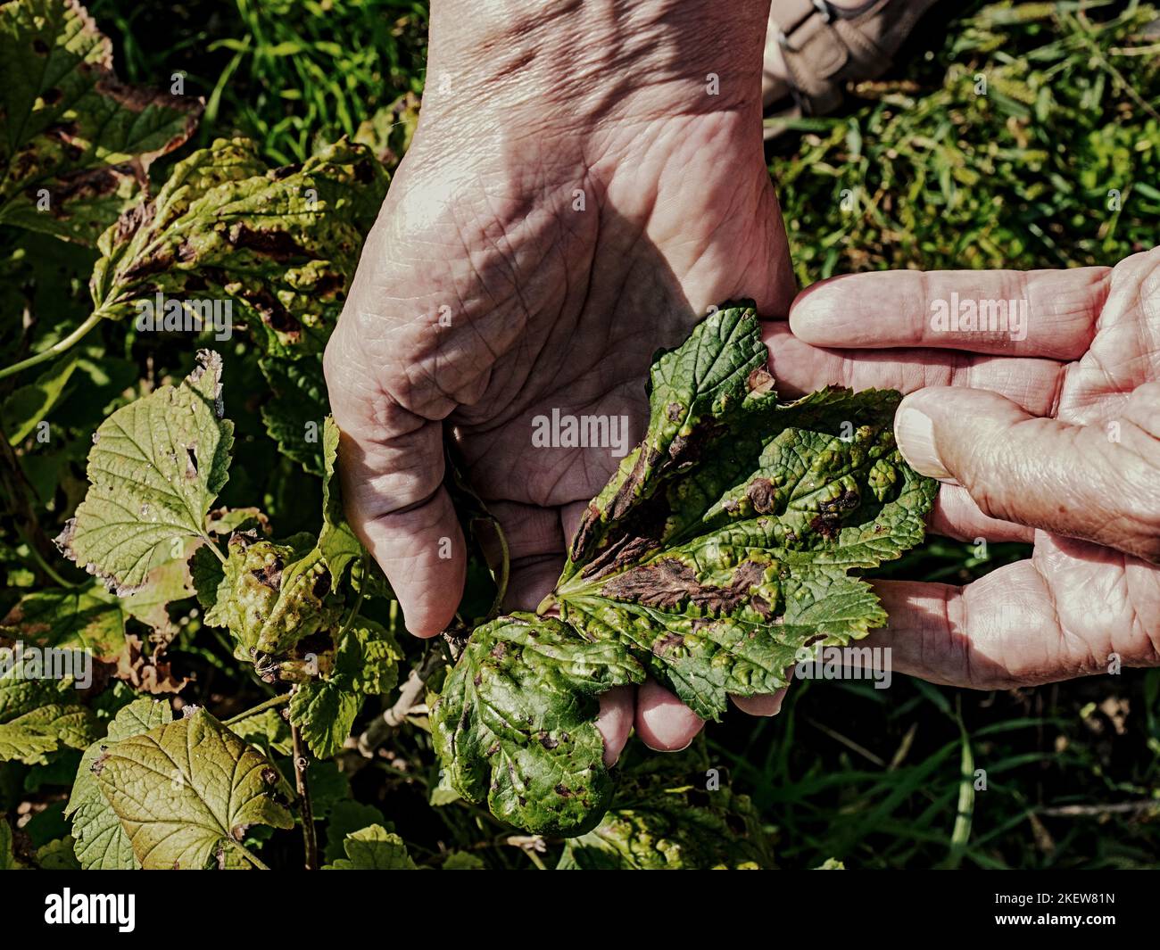 Black currant leaves damaged by fungal disease anthracnose in hands ...