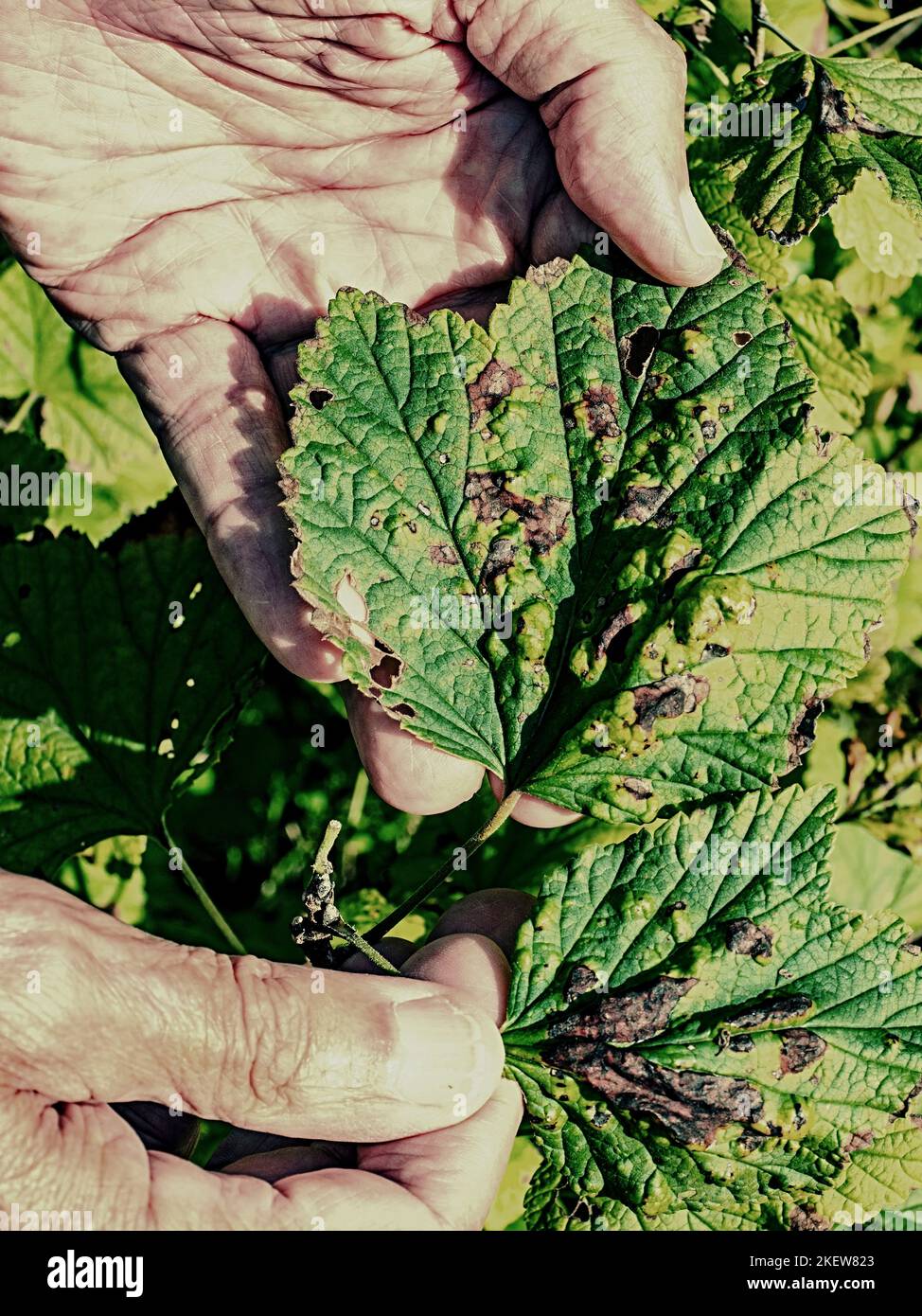 Poor leaves of currants affected by currant aphids berry bush disease ...