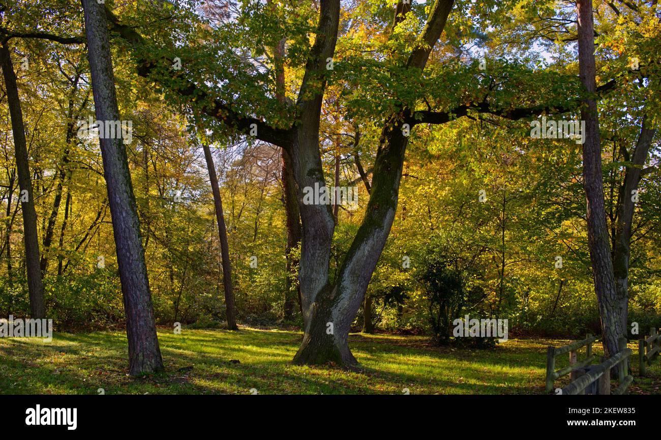 V shaped tree hi-res stock photography and images - Alamy
