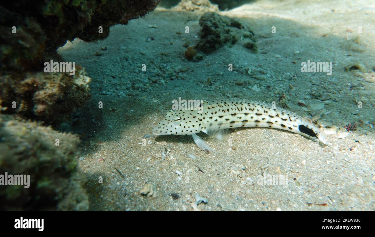 Beautiful fish on the reefs of the Red Sea. Beautiful, diverse and ...