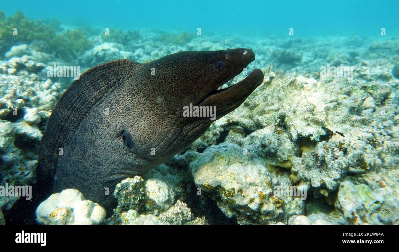 Giant mora hi-res stock photography and images - Alamy