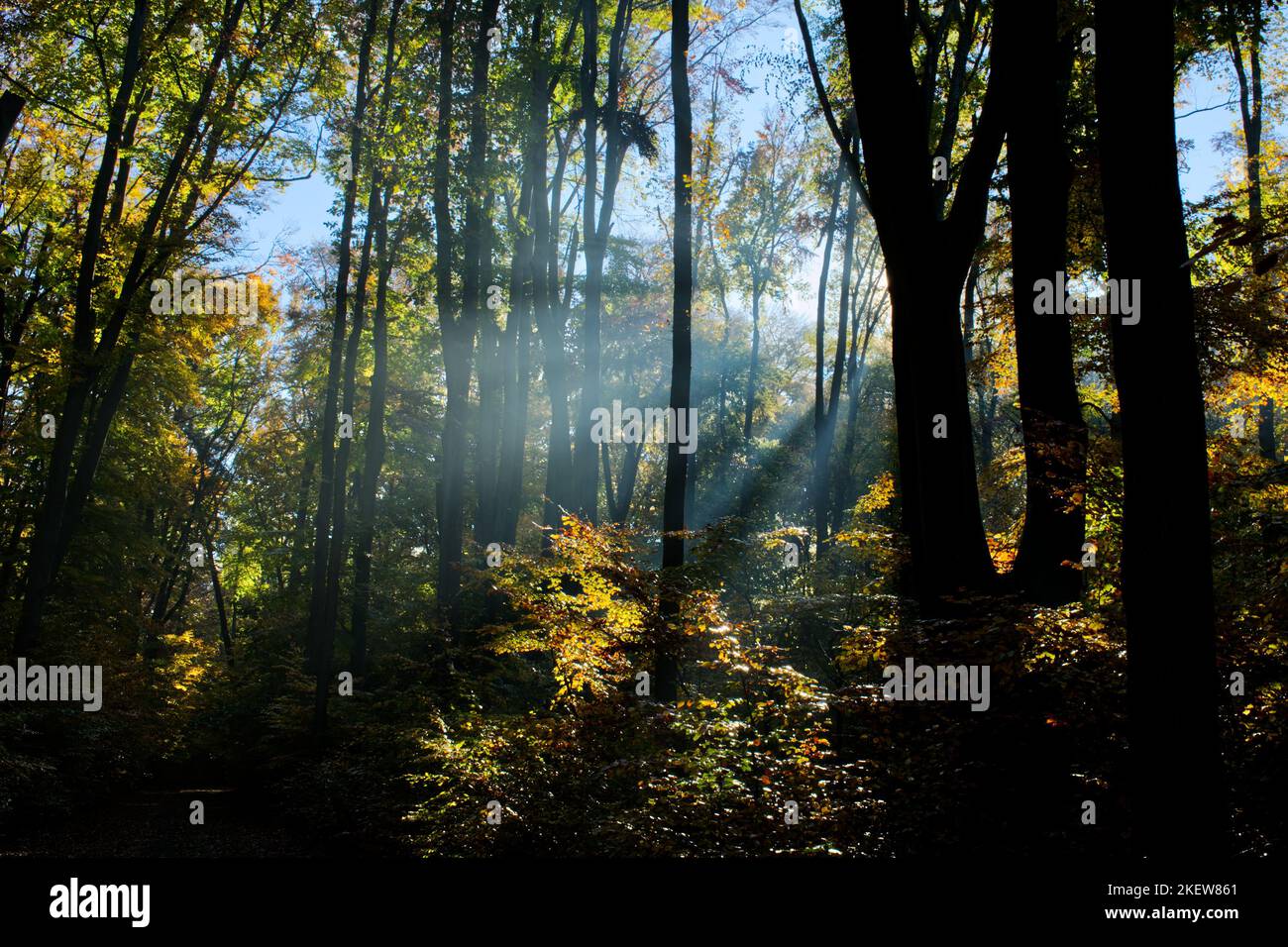 Sunbeams forest hi-res stock photography and images - Alamy