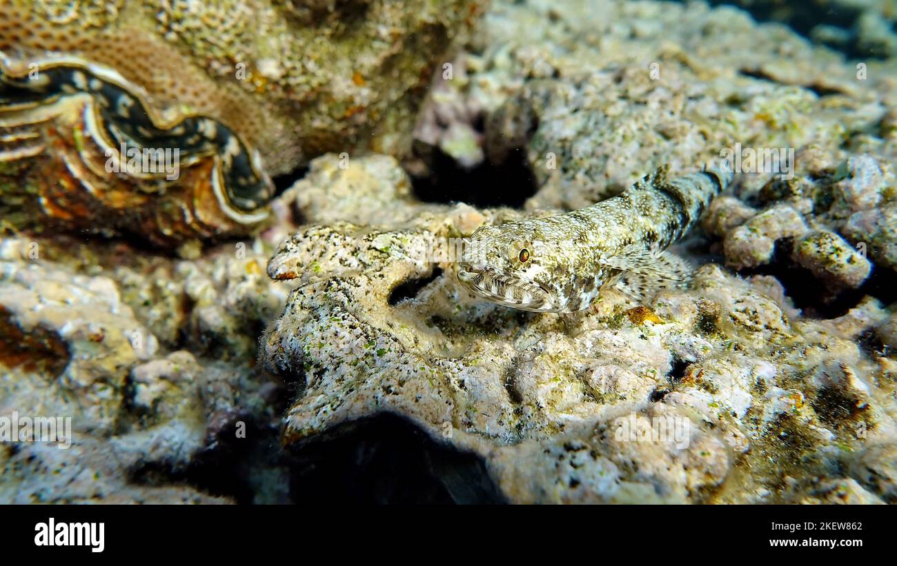 Colorful tropical fish on a coral reef, amazingly beautiful fairy world ...