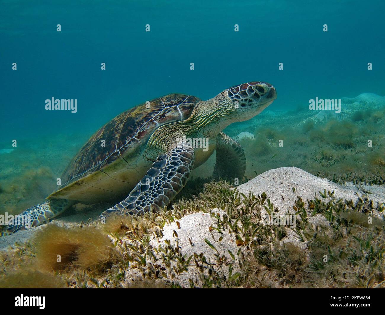Green turtles are the largest of all sea turtles. A typical adult is 3 ...