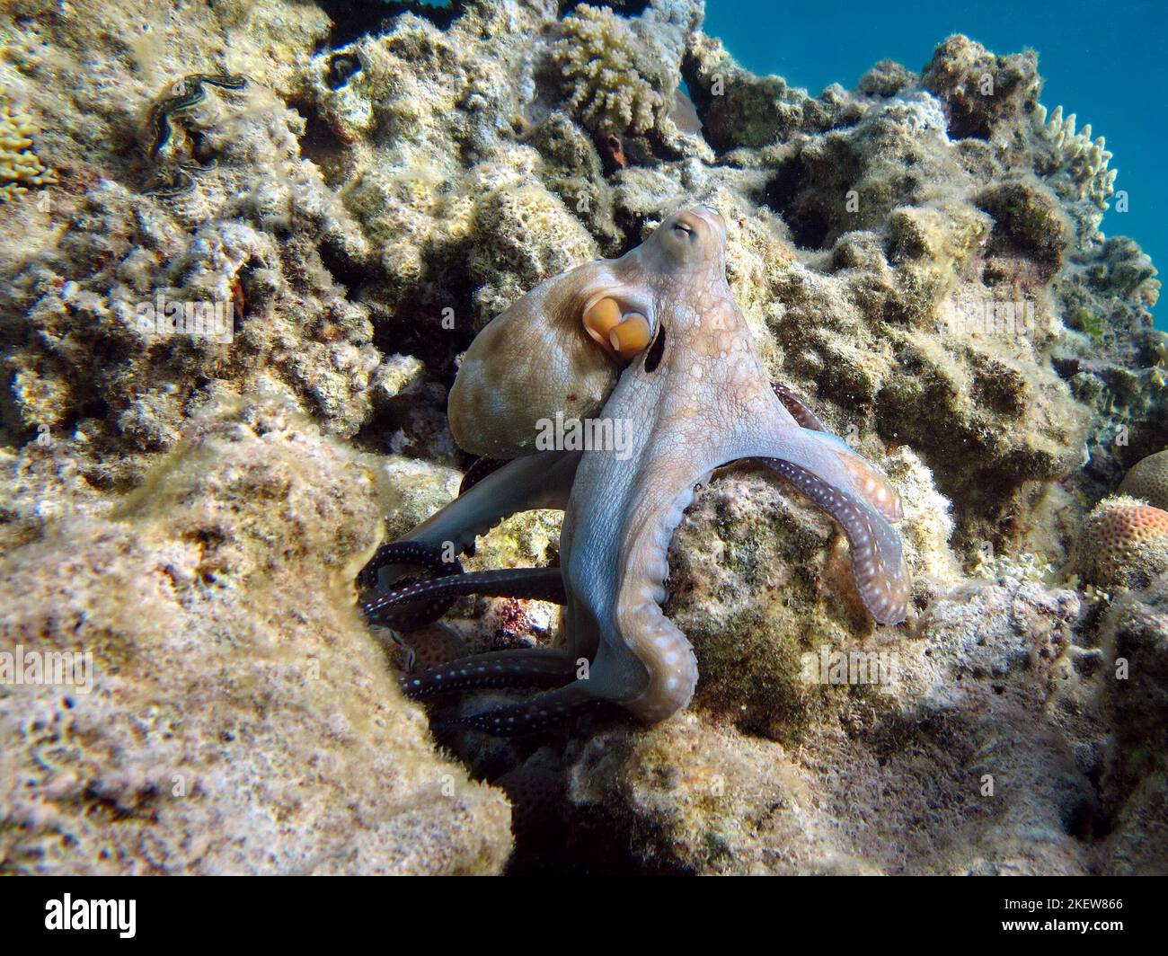 Big Blue Octopus (Octopus cyanea) Octopus. Big Blue Octopus on the Red ...
