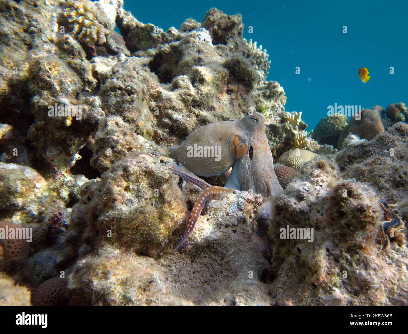Big Blue Octopus (Octopus cyanea) Octopus. Big Blue Octopus on the Red ...