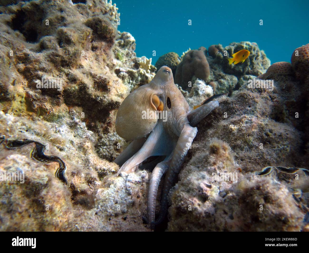 Big Blue Octopus (Octopus cyanea) Octopus. Big Blue Octopus on the Red ...