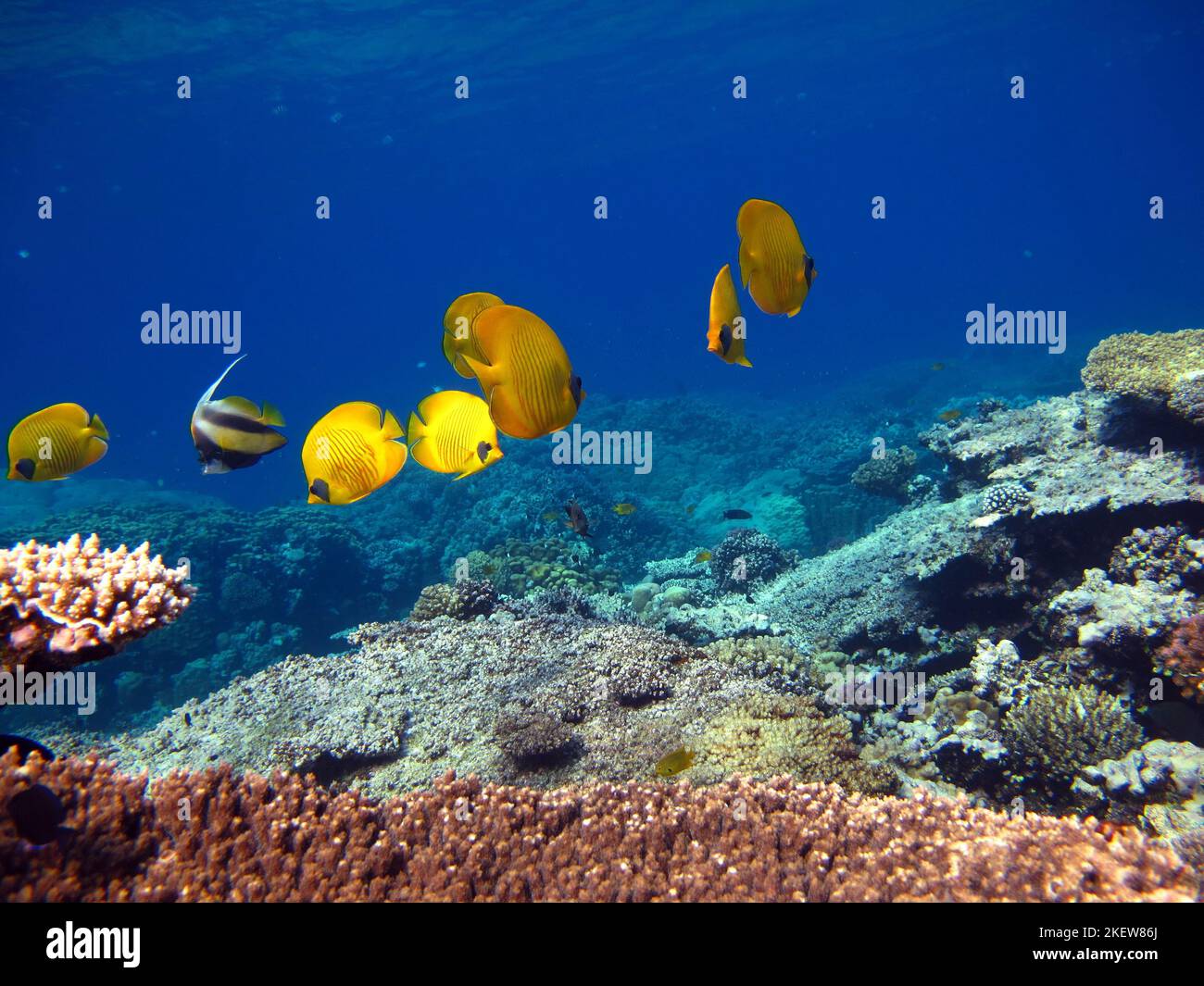 Masked butterflyfish. Fish - a type of bone fish Osteichthyes ...