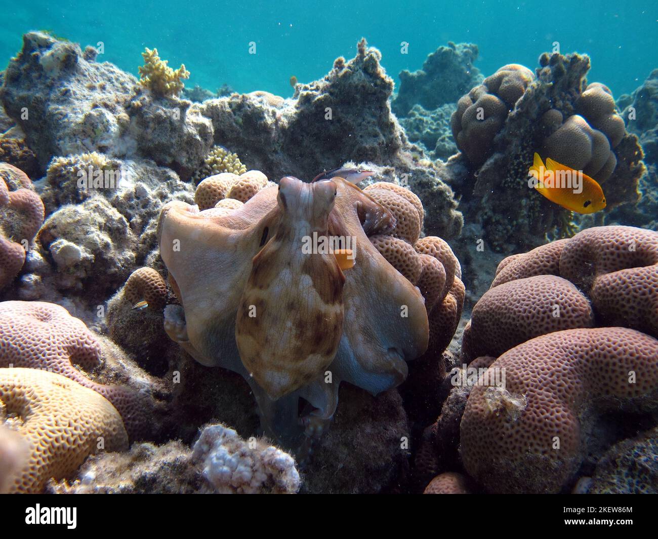 Big Blue Octopus (Octopus cyanea) Octopus. Big Blue Octopus on the Red ...
