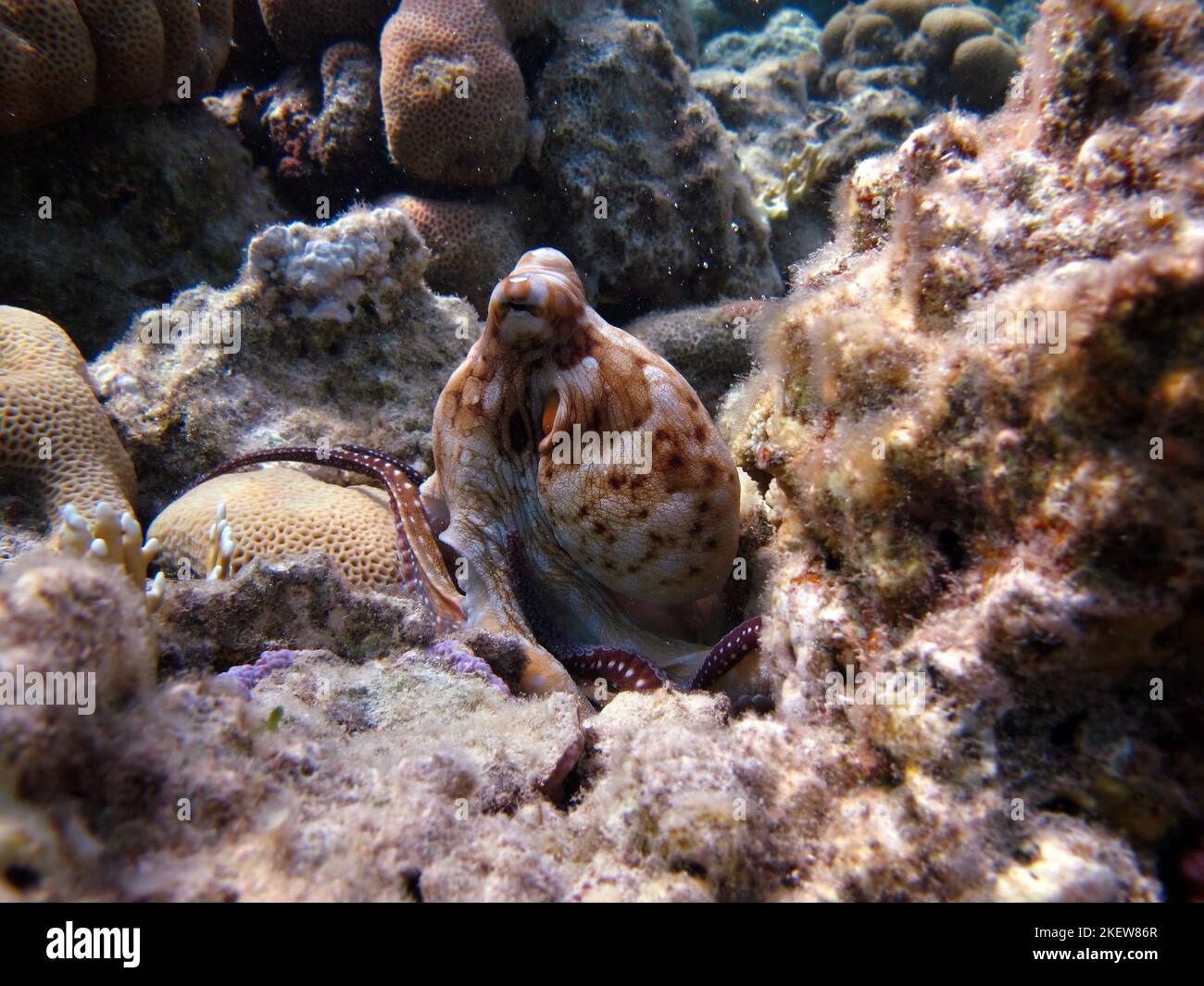 Big Blue Octopus (Octopus cyanea) Octopus. Big Blue Octopus on the Red ...