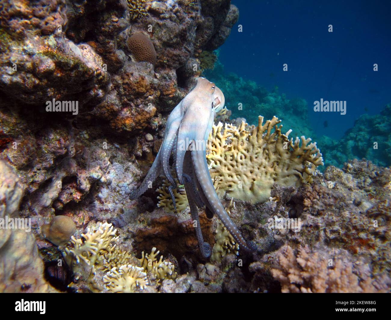 Big Blue Octopus (Octopus cyanea) Octopus. Big Blue Octopus on the Red ...