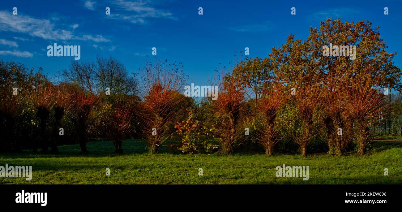 Red willow trees hi-res stock photography and images - Alamy