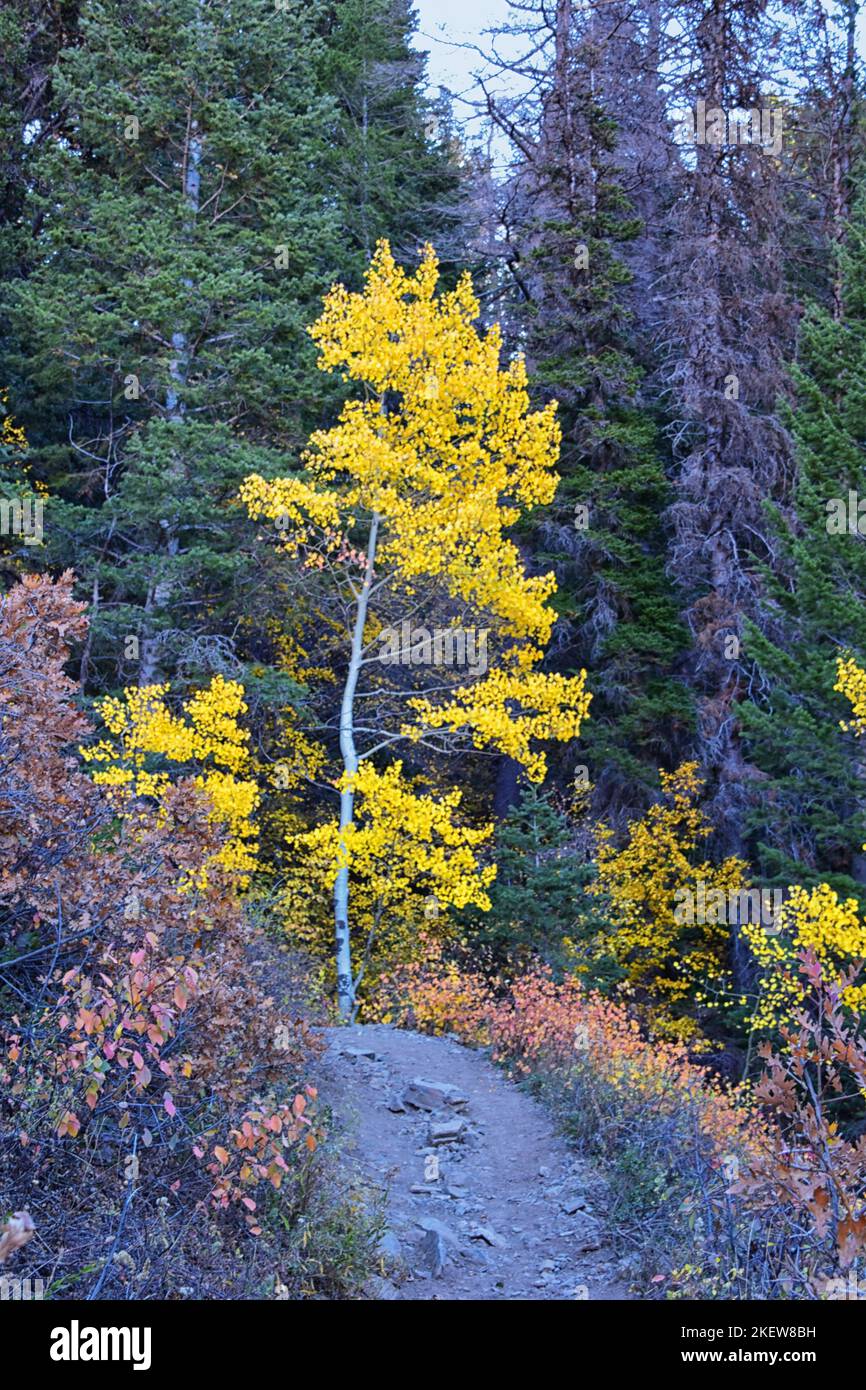 Pine Hollow hiking trail Mountain views by Timpanogos in the Wasatch ...